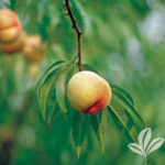 June Gold Peach - Texas Pecan Nursery
