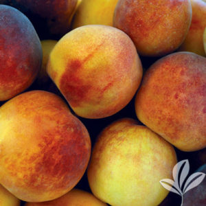 Dixieland Peach - Texas Pecan Nursery