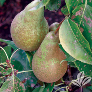 Perdue? Pear - Texas Pecan Nursery