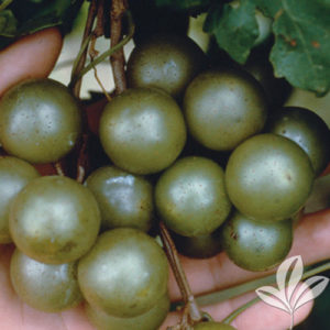 Summit Grape - Texas Pecan Nursery