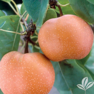 Chojuro Pear - Texas Pecan Nursery