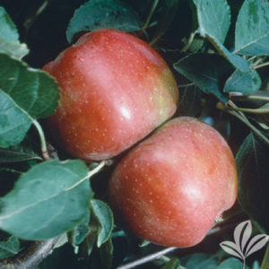 Anna Apple - Texas Pecan Nursery