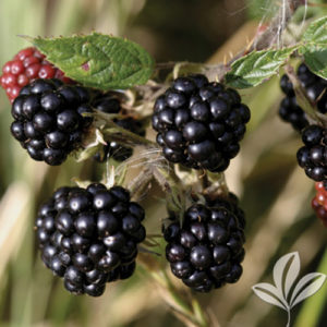 Natchez Blackberry - Texas Pecan Nursery