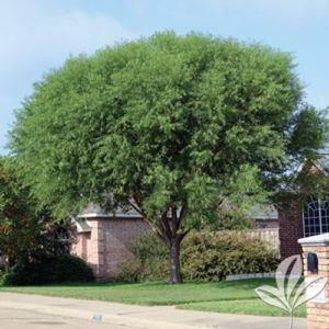 Globe Willow - Texas Pecan Nursery