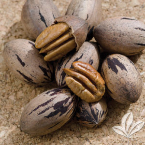 Pecans Archives - Texas Pecan Nursery