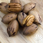 Cheyenne Pecan - Texas Pecan Nursery