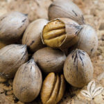 Pecan Trees, Fruit Trees, Shade Trees and more - Texas Pecan Nursery
