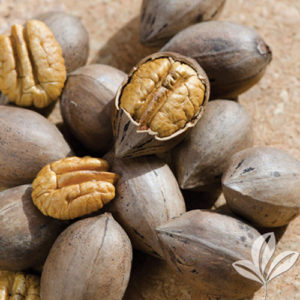 Pecans Archives - Page 2 of 3 - Texas Pecan Nursery