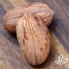 Hican Pecan - Texas Pecan Nursery